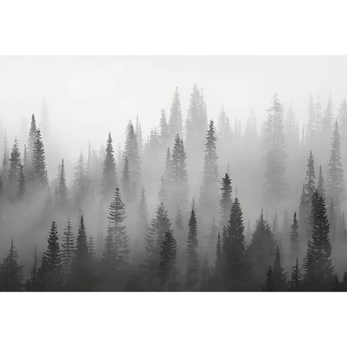 Enormous Misty Trees Wall Mural in Grey Non-Woven Wall Covering for ...